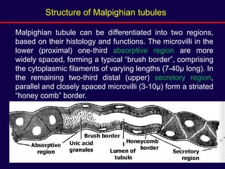 Lec. 17 Structure and functions of excretory system in insects.ppt