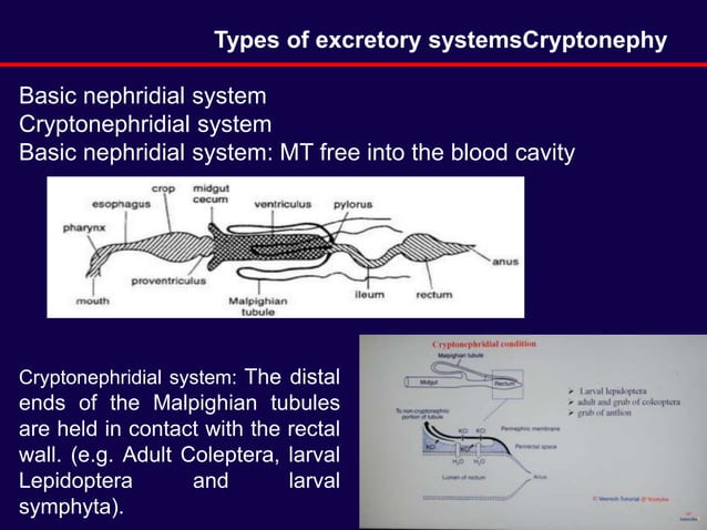 Lec. 17 Structure and functions of excretory system in insects.ppt