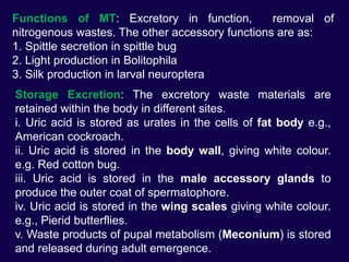 Lec. 17 Structure and functions of excretory system in insects.ppt