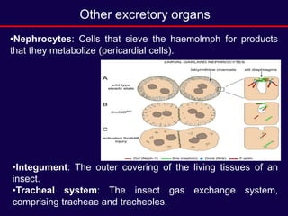 Lec. 17 Structure and functions of excretory system in insects.ppt