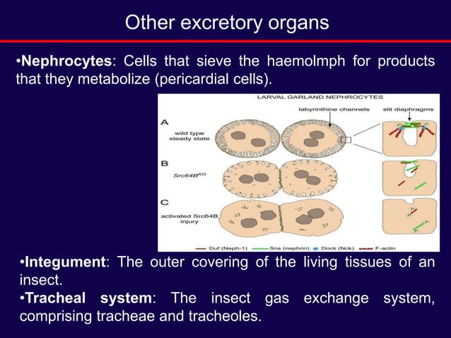 Lec. 17 Structure and functions of excretory system in insects.ppt