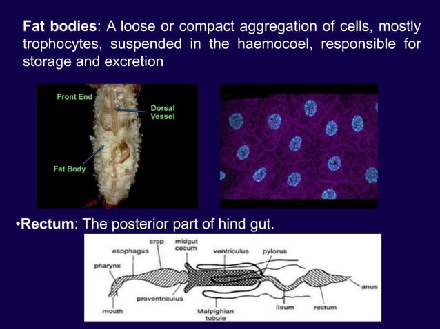Lec. 17 Structure and functions of excretory system in insects.ppt