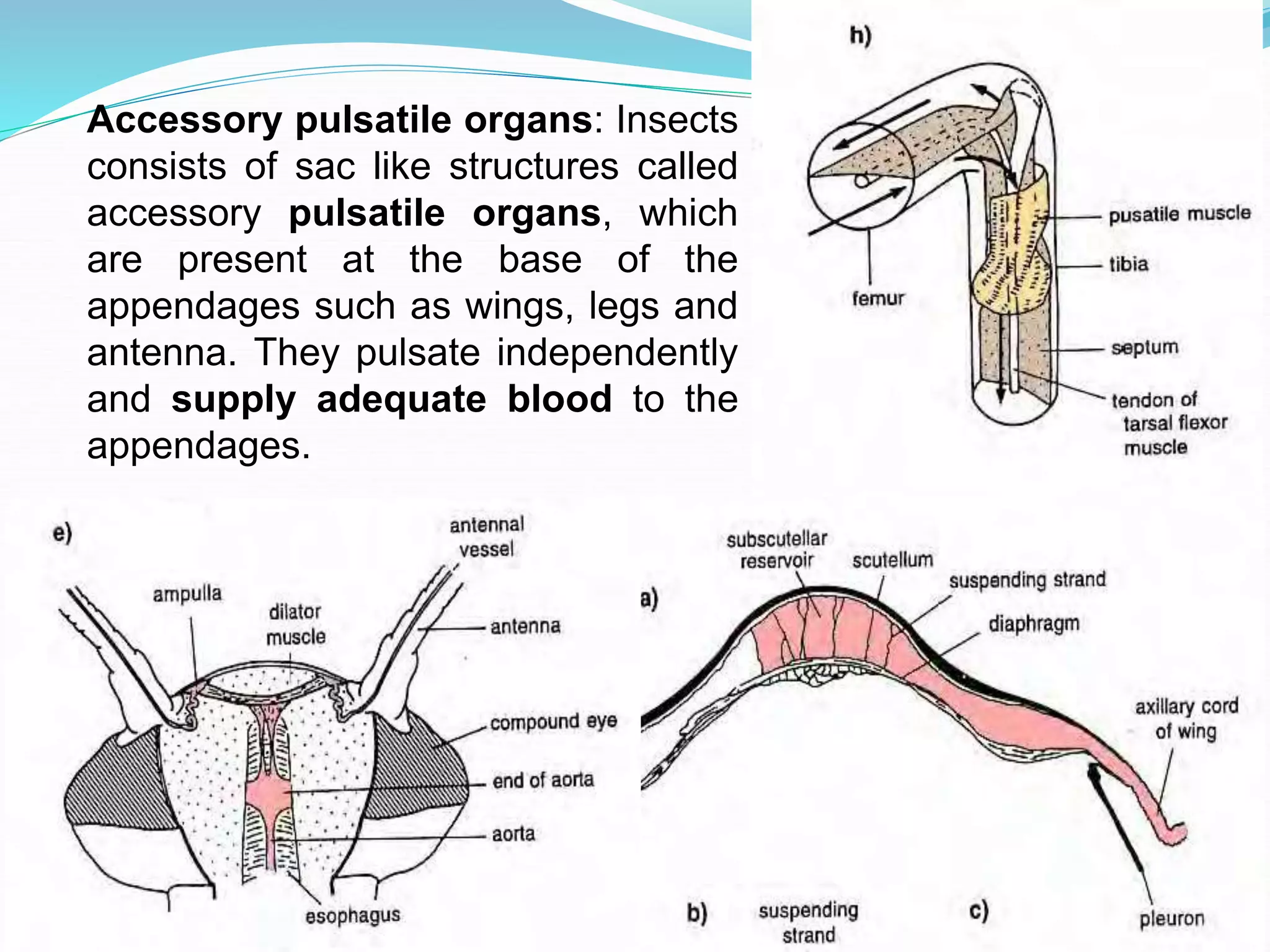 Lec. 18 Circulatory system.ppt