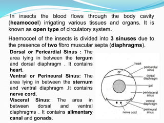 Lec. 18 Circulatory system.ppt