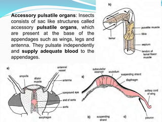 Lec. 18 Circulatory system.ppt