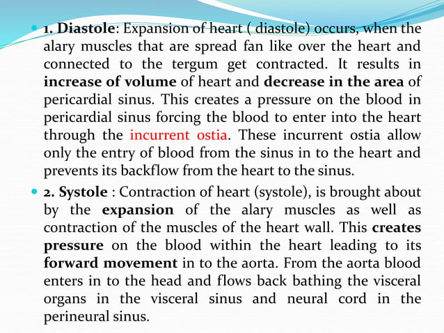 Lec. 18 Circulatory system.ppt