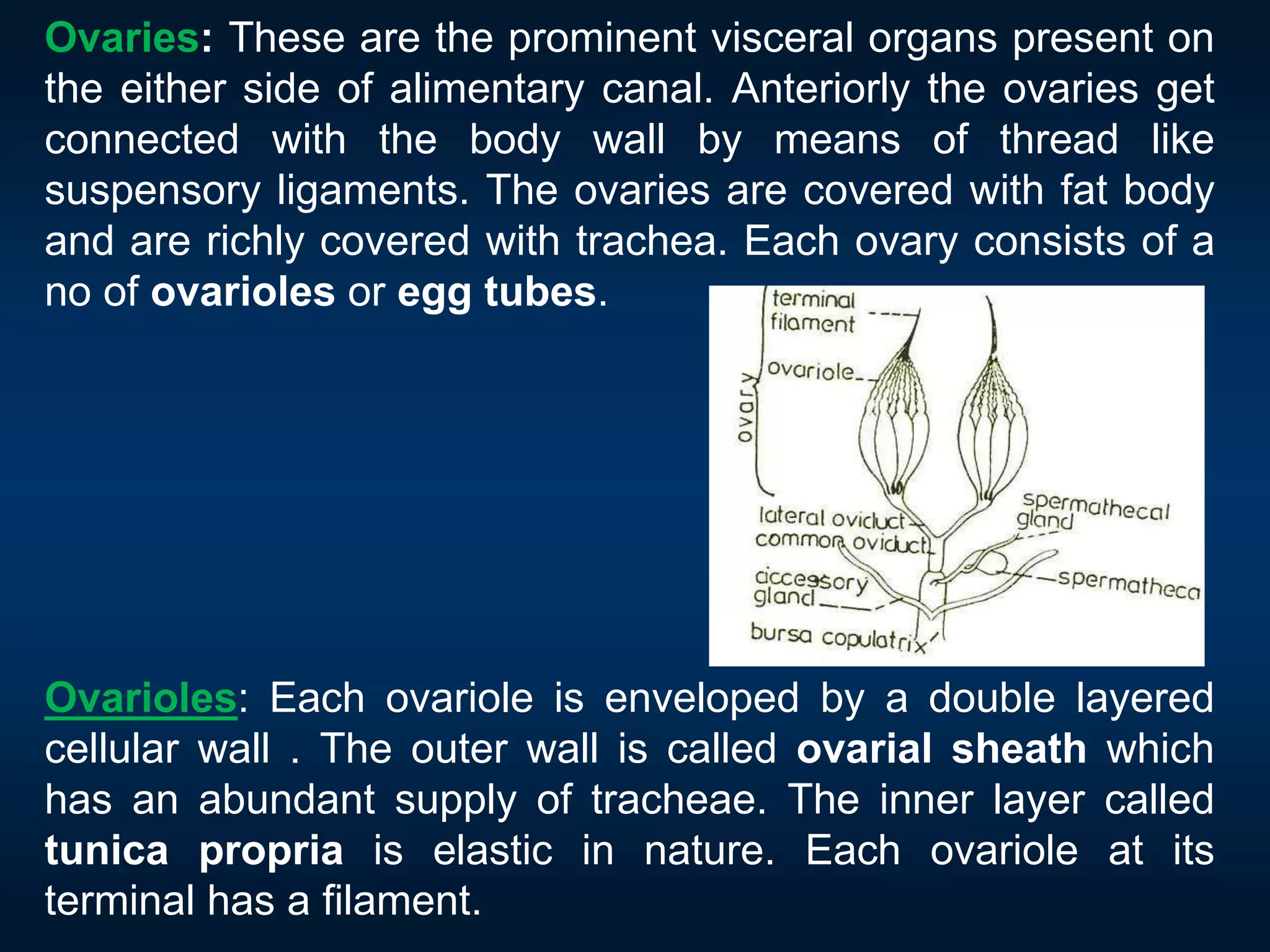 Lec. 22&13 Structure and functions of male and female reproductive ...