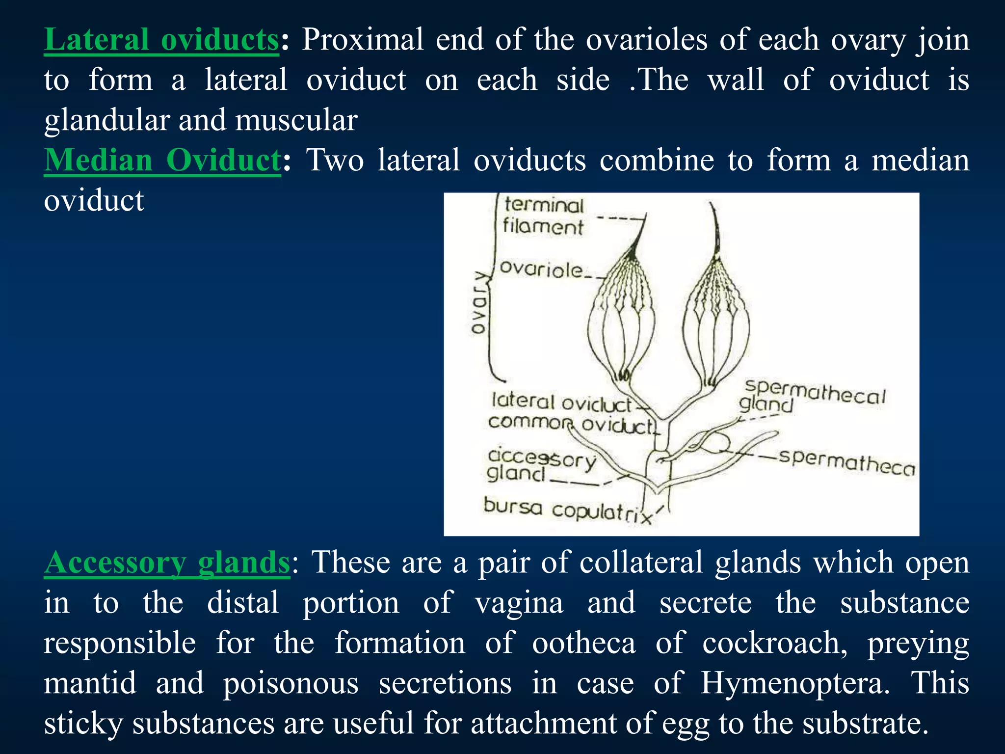Lec. 22&13 Structure and functions of male and female reproductive ...