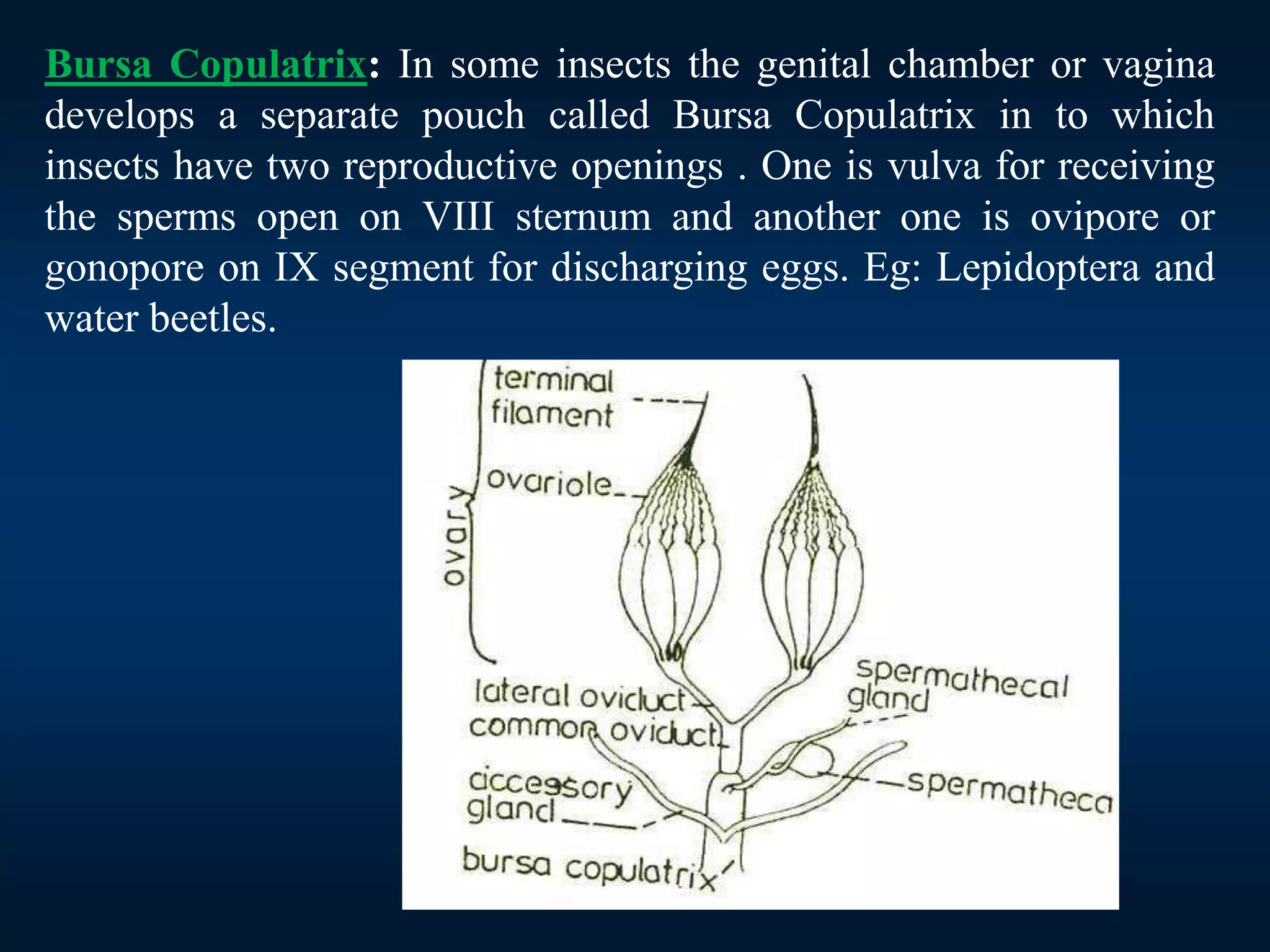 Lec. 22&13 Structure and functions of male and female reproductive ...