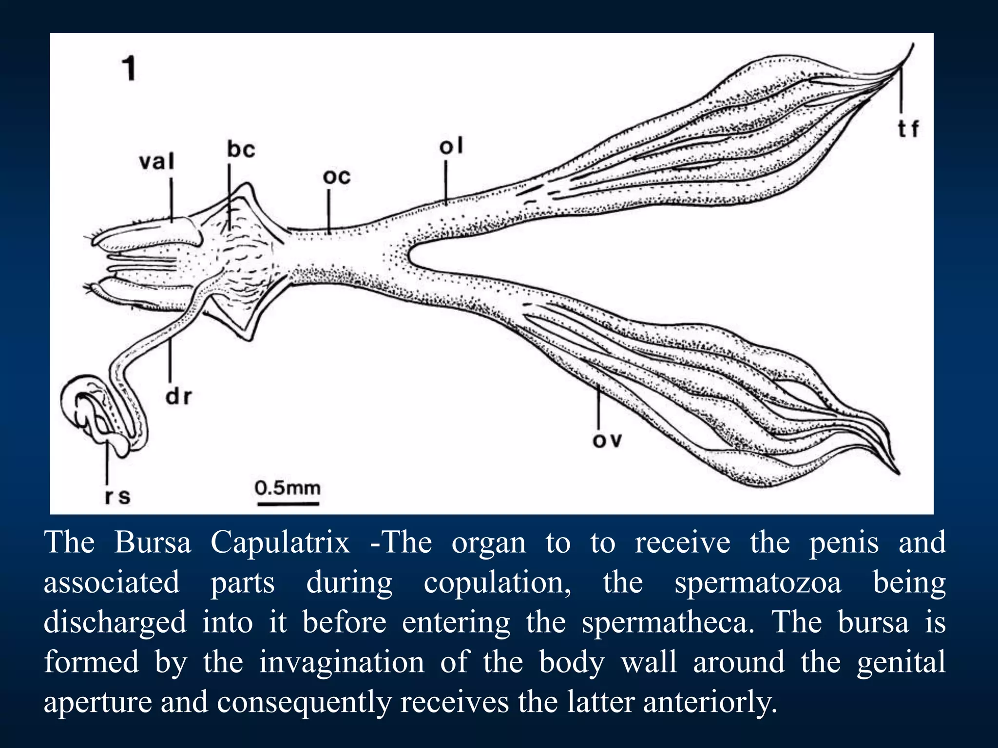Lec. 22&13 Structure and functions of male and female reproductive ...