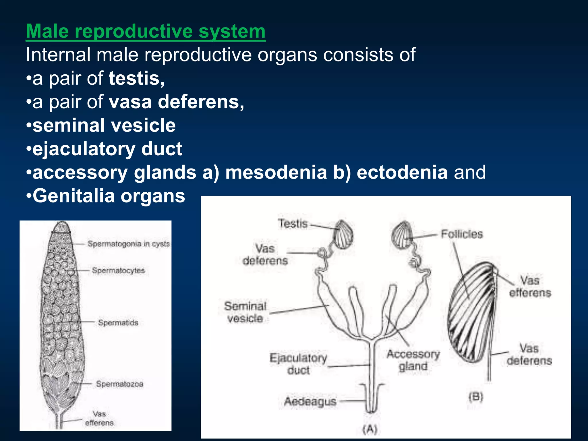 Lec. 22&13 Structure and functions of male and female reproductive ...