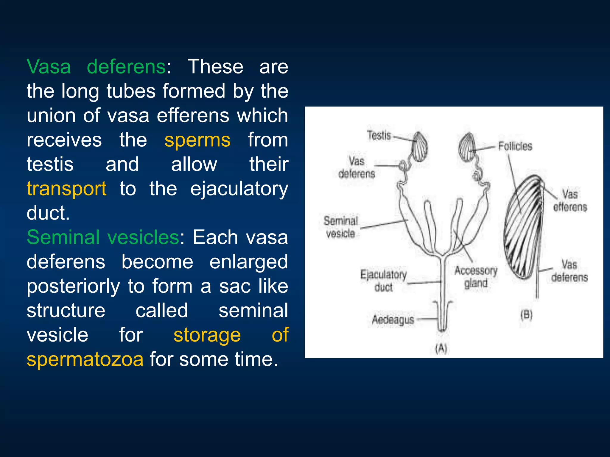 Lec. 22&13 Structure and functions of male and female reproductive ...