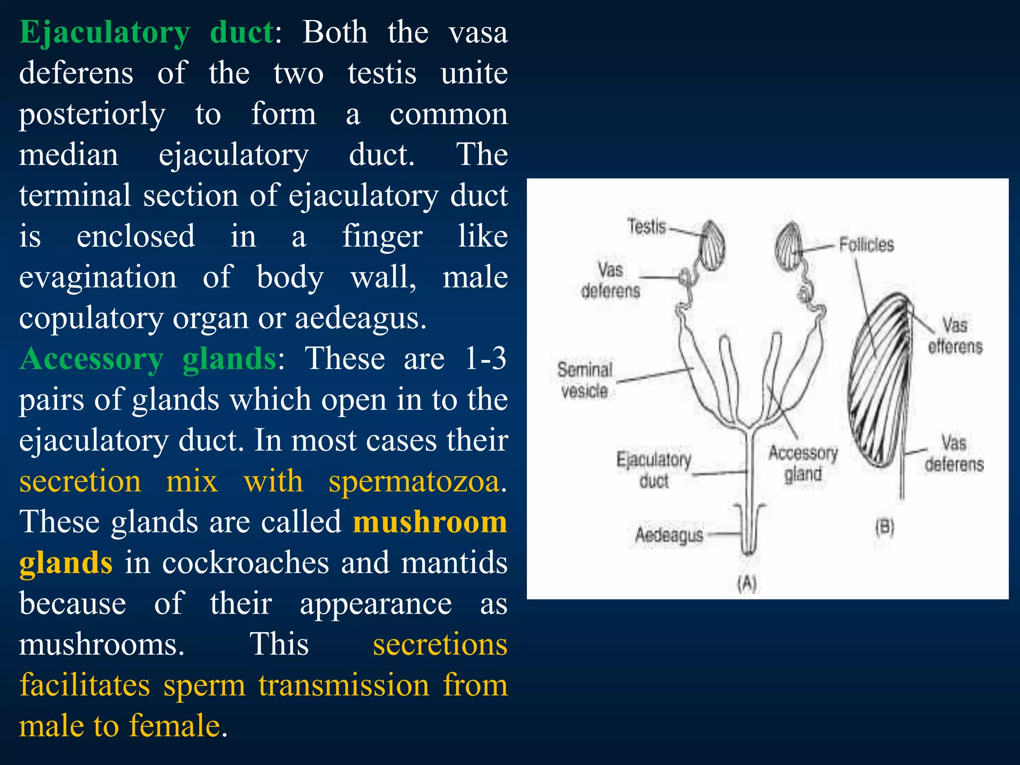 Lec. 22&13 Structure and functions of male and female reproductive ...