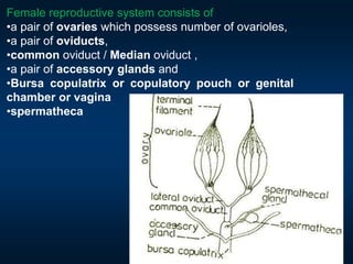 Lec. 22&13 Structure and functions of male and female reproductive ...