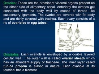 Lec. 22&13 Structure and functions of male and female reproductive ...