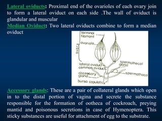 Lec. 22&13 Structure and functions of male and female reproductive ...