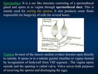 Lec. 22&13 Structure and functions of male and female reproductive ...
