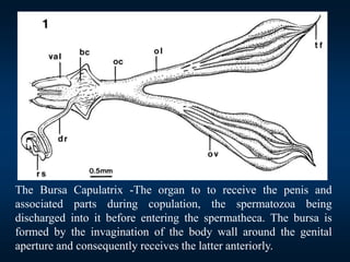 Lec. 22&13 Structure and functions of male and female reproductive ...