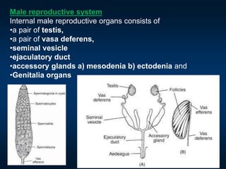 Lec. 22&13 Structure and functions of male and female reproductive ...