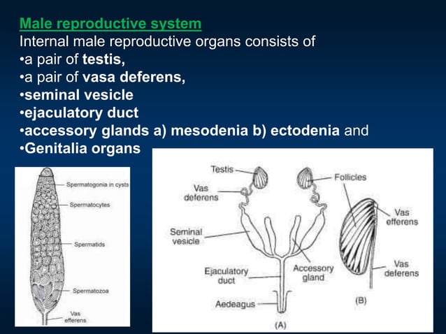 Lec. 22&13 Structure and functions of male and female reproductive ...