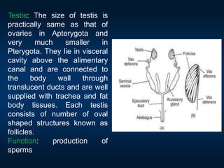 Lec. 22&13 Structure and functions of male and female reproductive ...