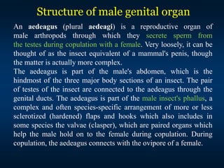 Lec. 22&13 Structure and functions of male and female reproductive ...