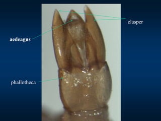 Lec. 22&13 Structure and functions of male and female reproductive ...