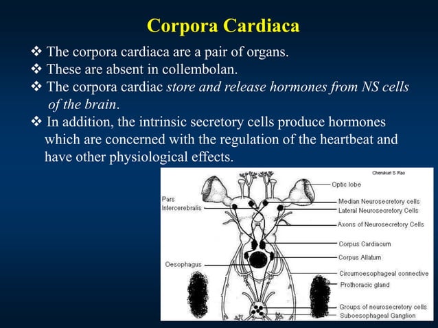 Lec. 21 Structure and functions of secretary(Endocrine) system in ...