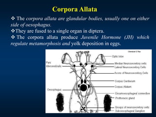 Lec. 21 Structure and functions of secretary(Endocrine) system in ...