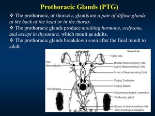 Lec. 21 Structure and functions of secretary(Endocrine) system in ...