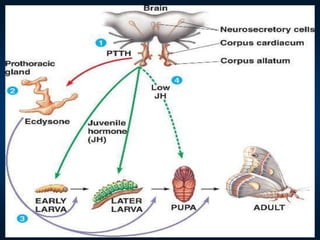 Lec. 21 Structure and functions of secretary(Endocrine) system in ...