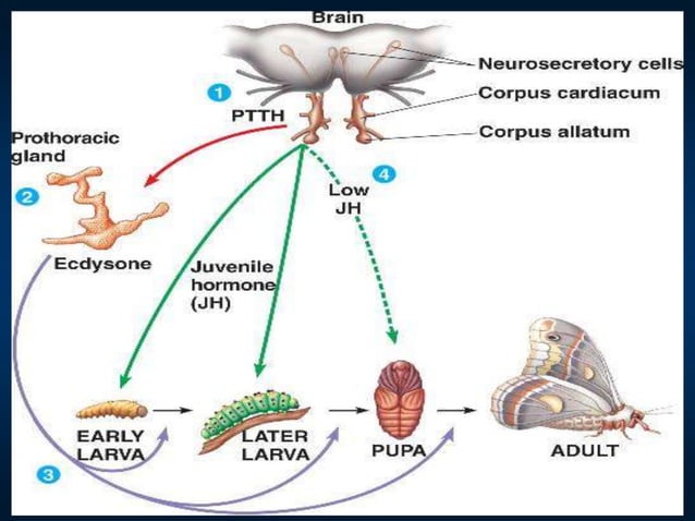 Lec. 21 Structure and functions of secretary(Endocrine) system in ...