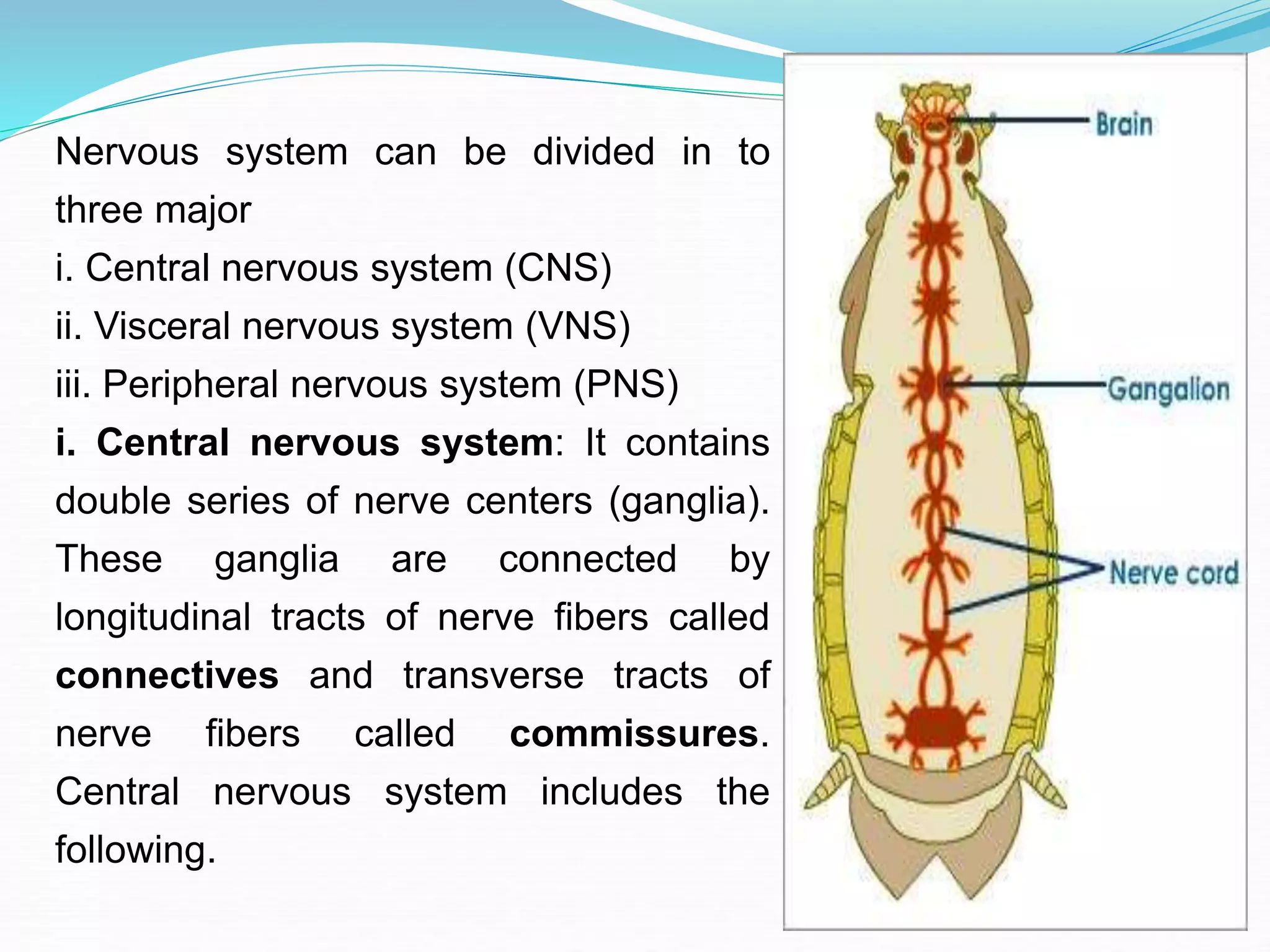Lec. 20 nervous system.ppt