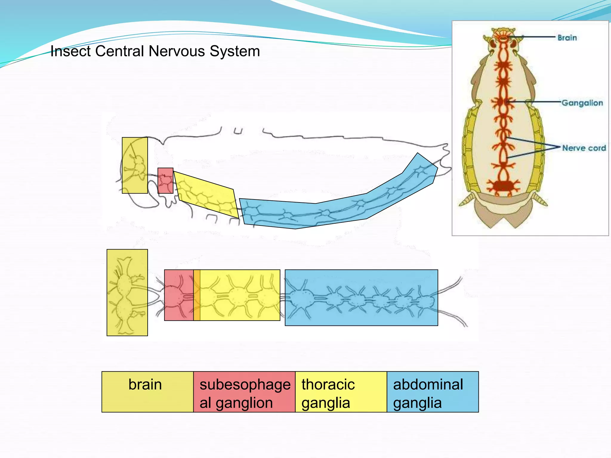Lec. 20 nervous system.ppt