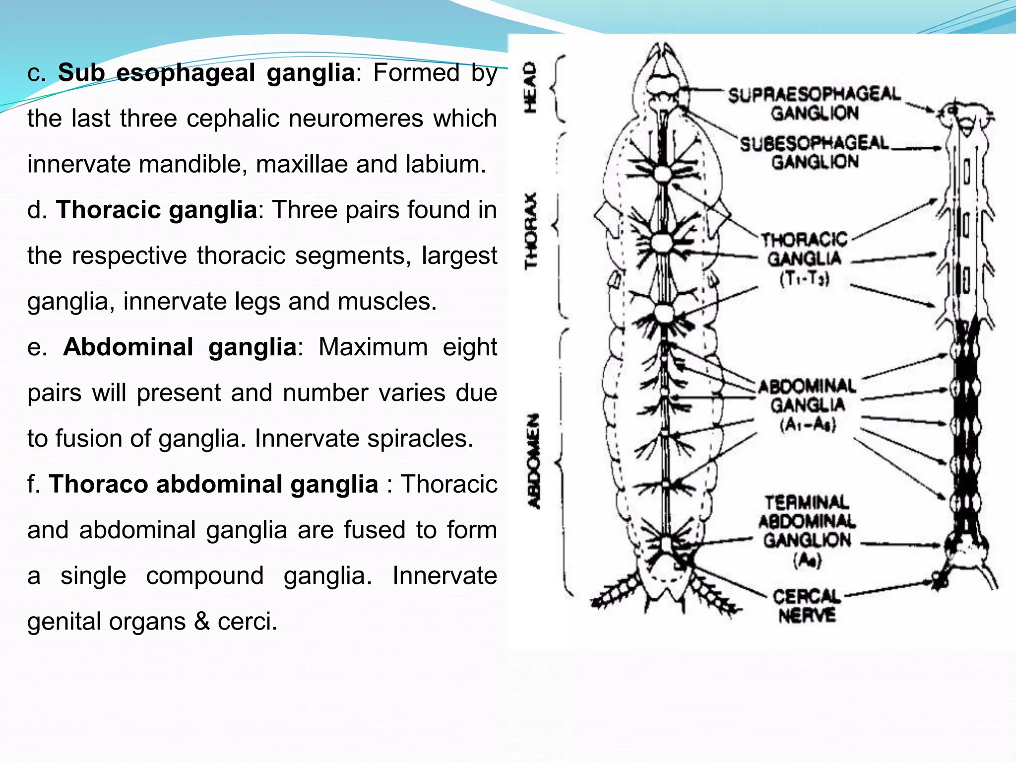 Lec. 20 nervous system.ppt