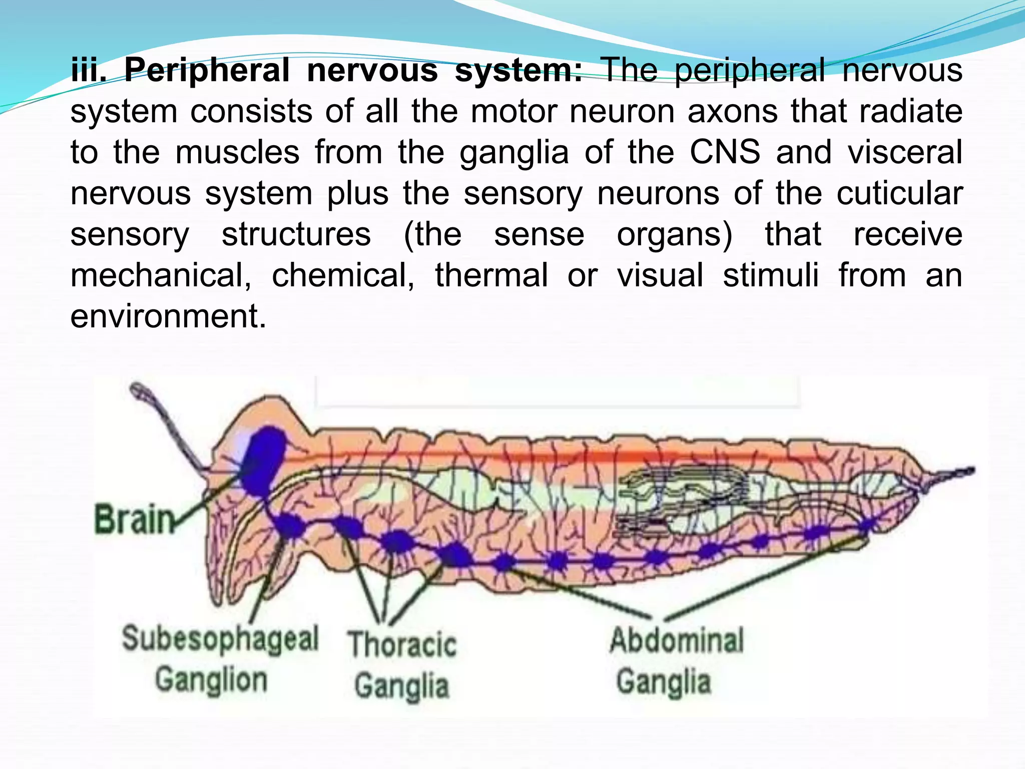 Lec. 20 nervous system.ppt