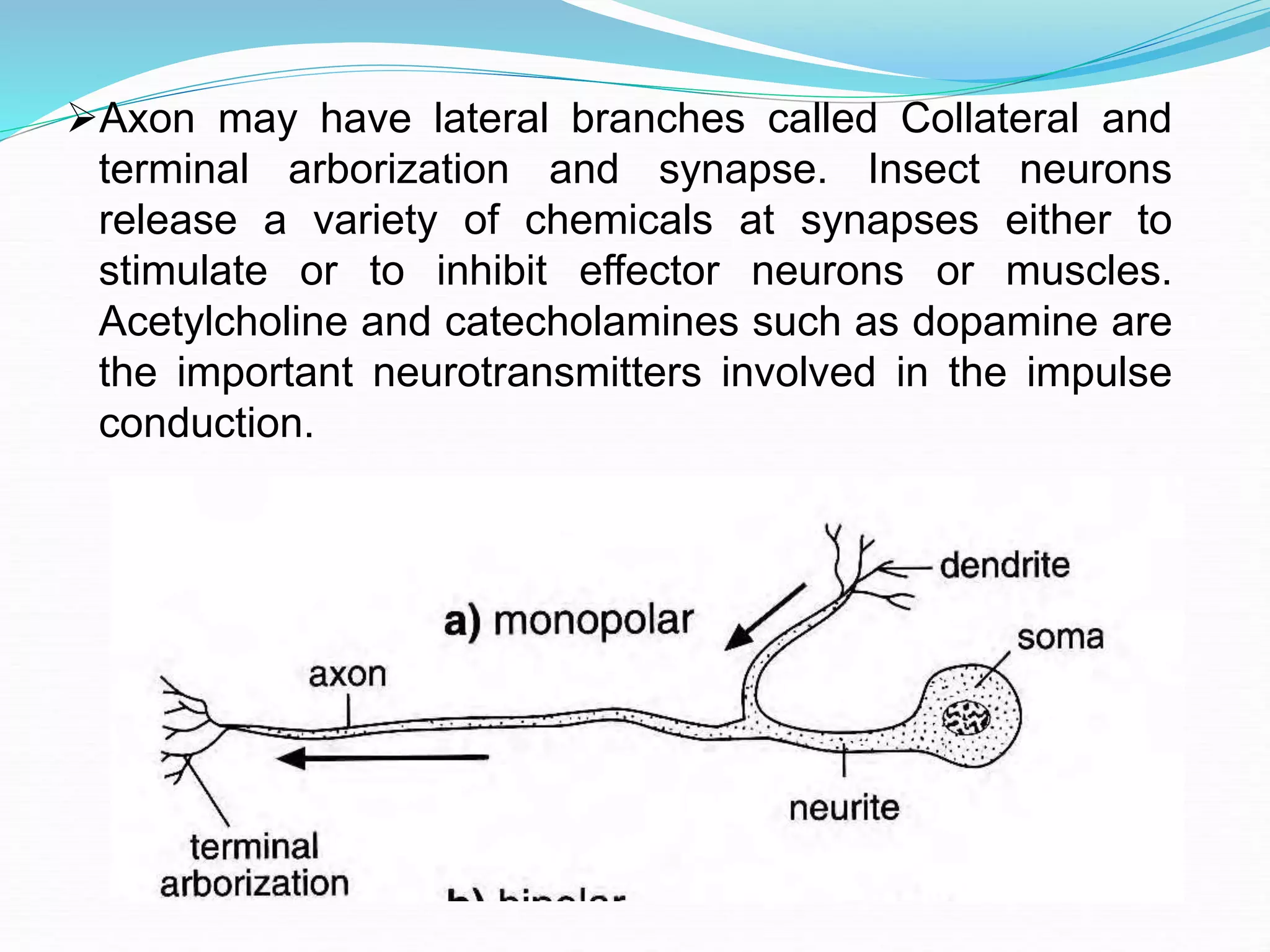 Lec. 20 nervous system.ppt