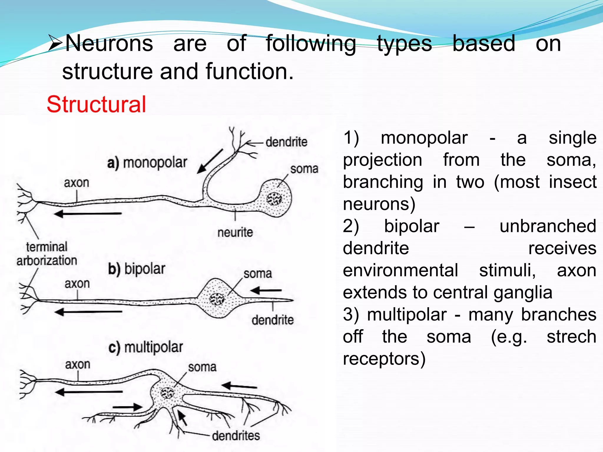 Lec. 20 nervous system.ppt