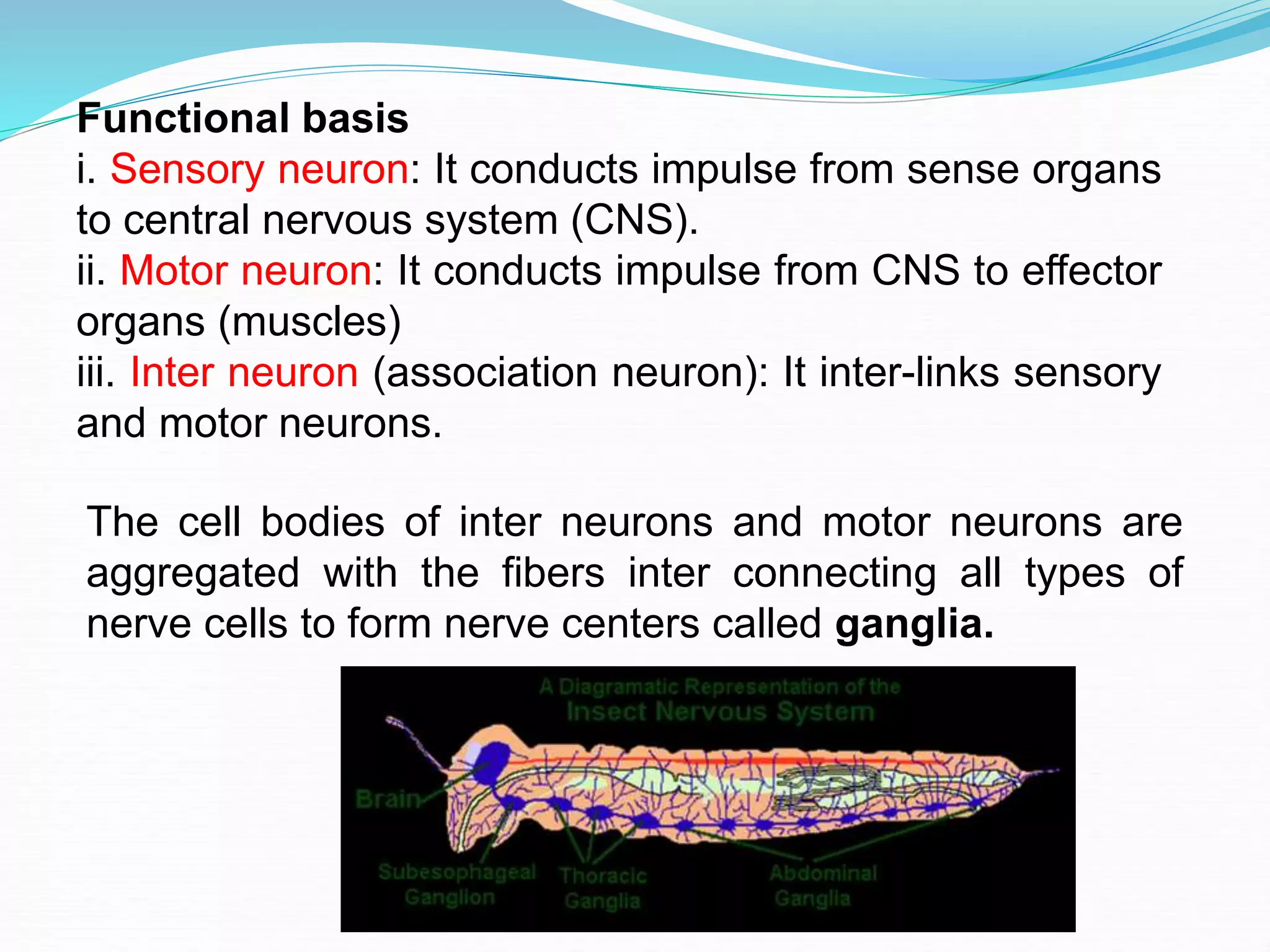 Lec. 20 nervous system.ppt