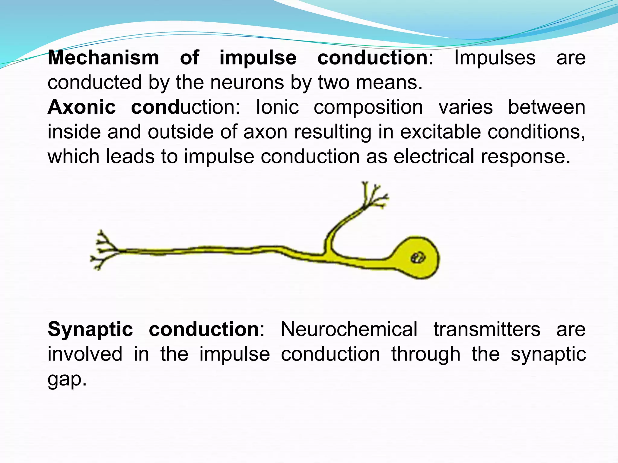 Lec. 20 nervous system.ppt
