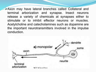 Lec. 20 nervous system.ppt