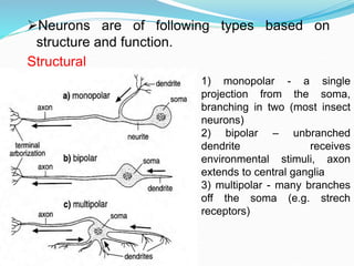 Lec. 20 nervous system.ppt