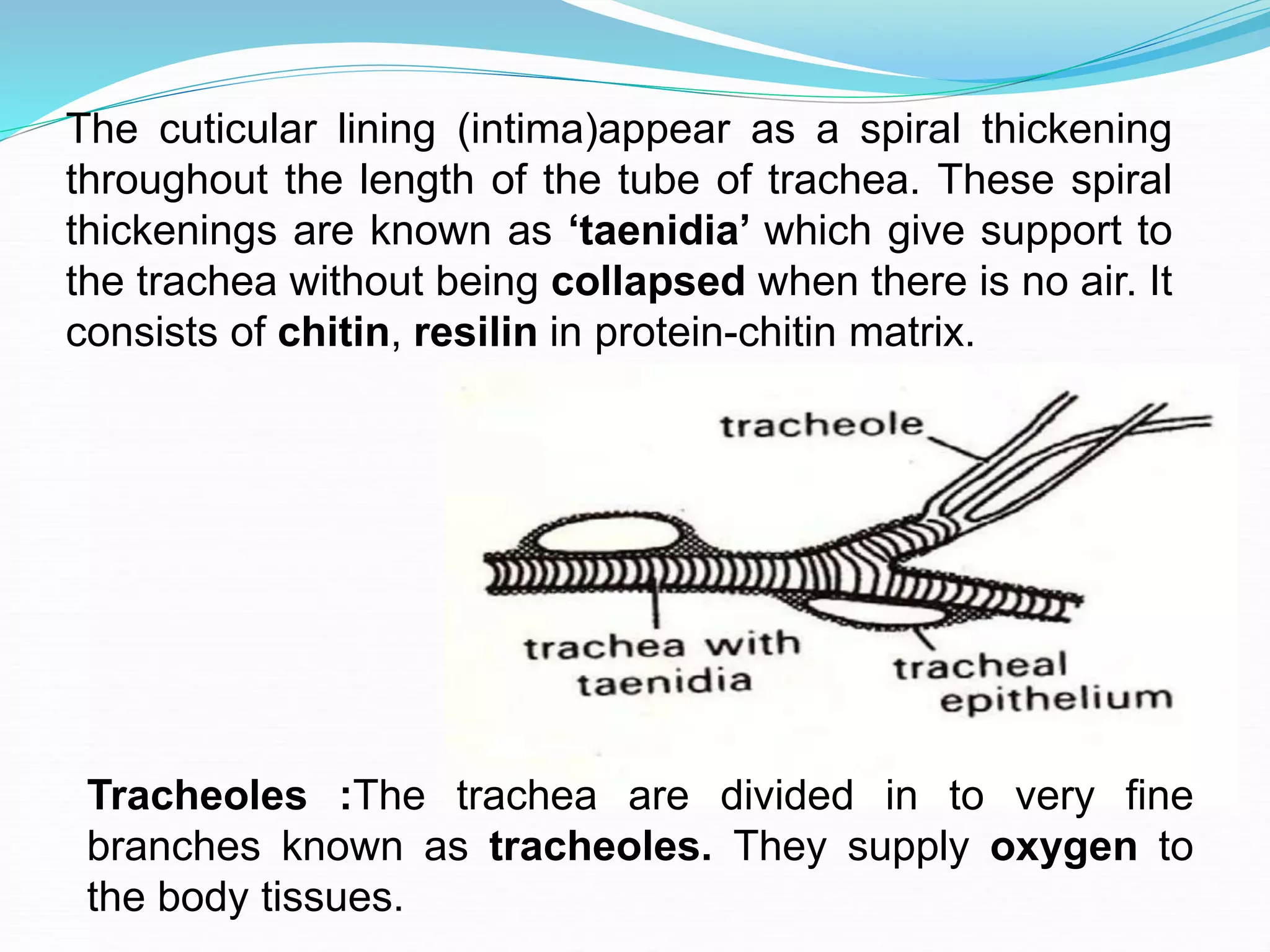 Lec. 19 respiretory system.ppt