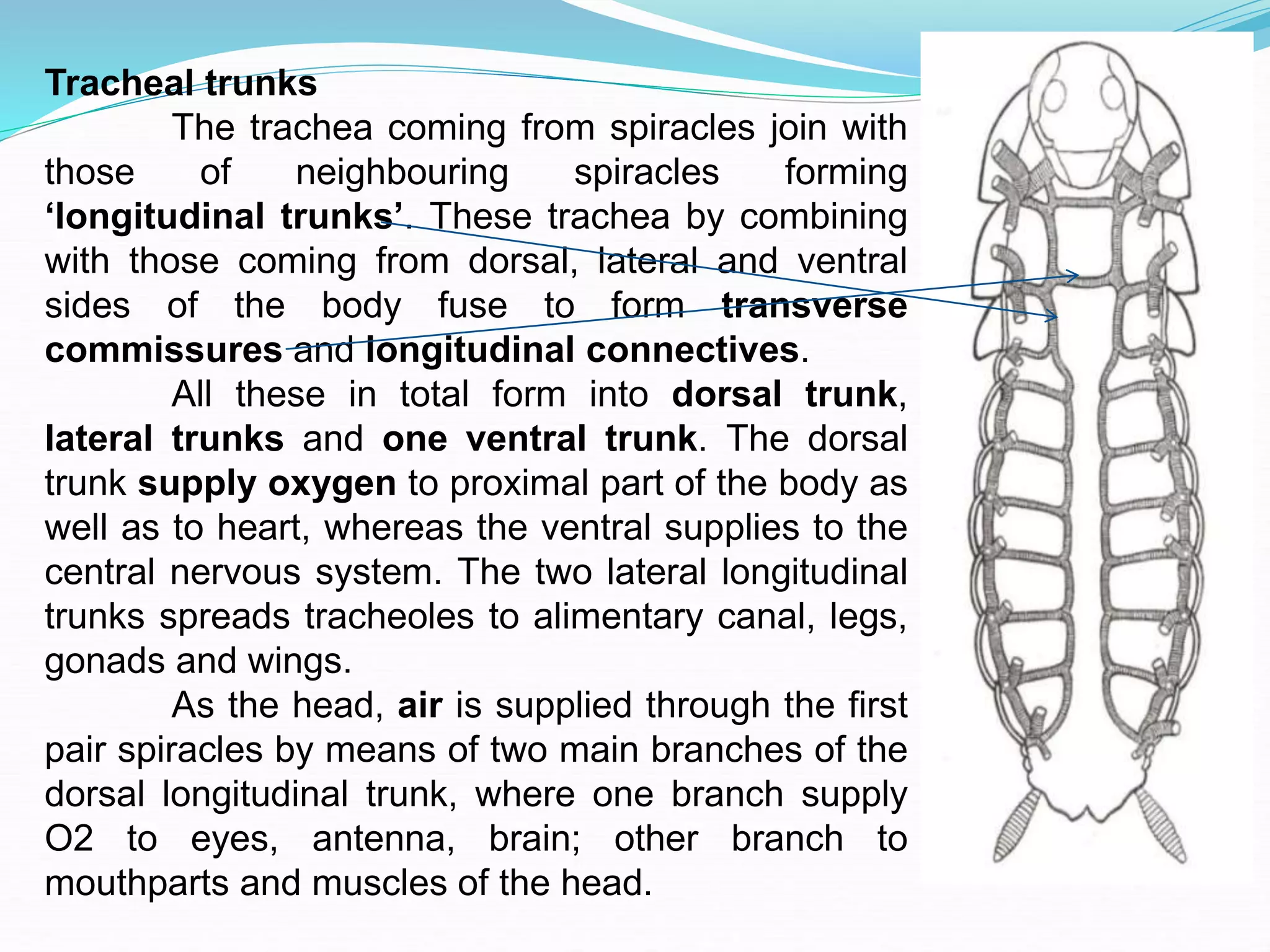 Lec. 19 respiretory system.ppt