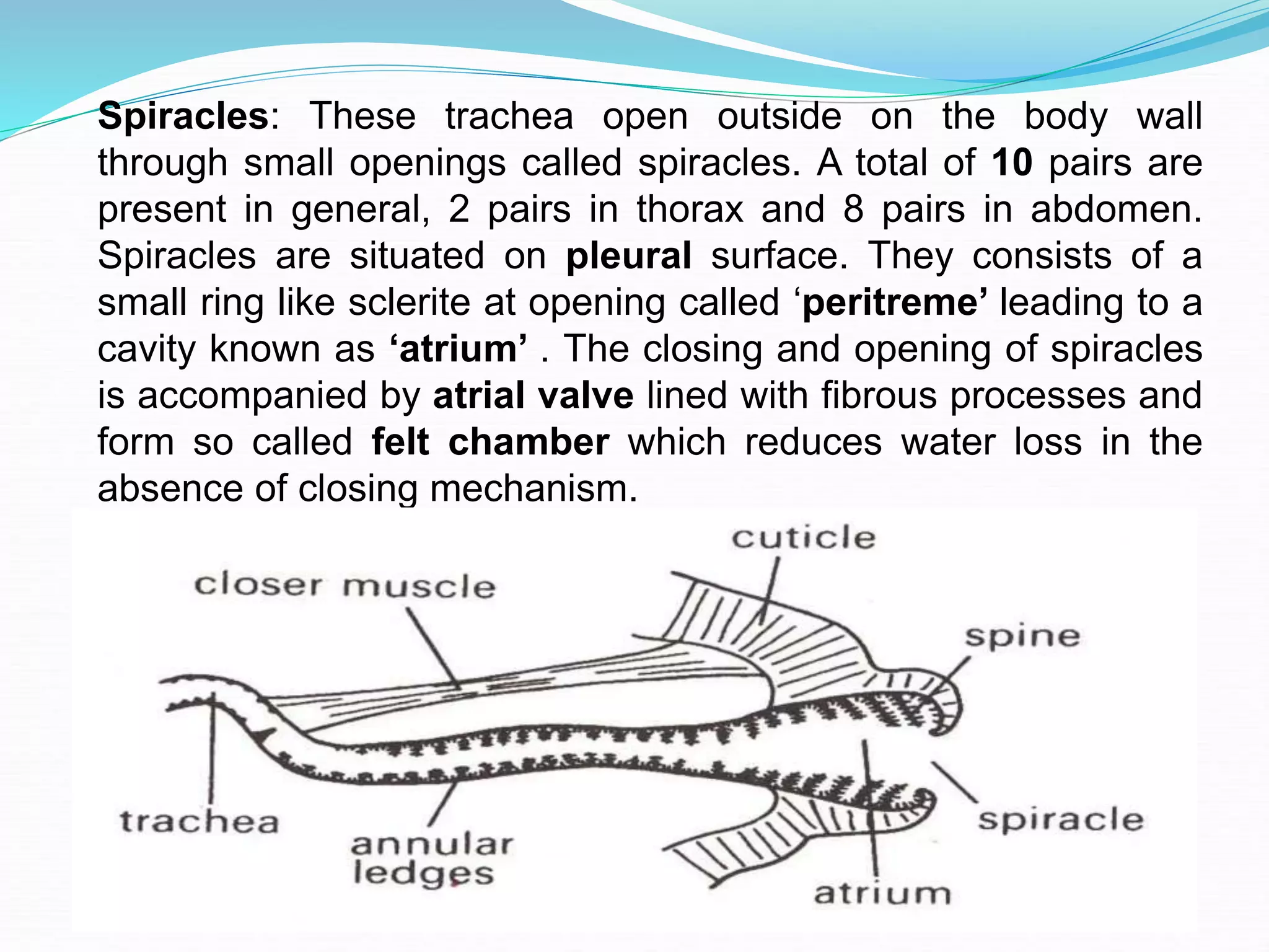 Lec. 19 respiretory system.ppt