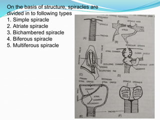 Lec. 19 respiretory system.ppt