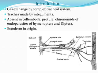 Lec. 19 respiretory system.ppt