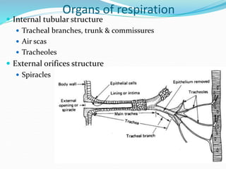 Lec. 19 respiretory system.ppt