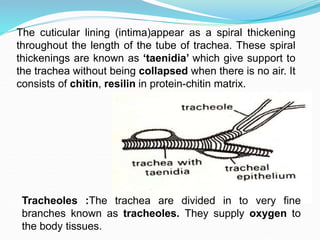 Lec. 19 respiretory system.ppt