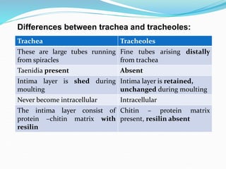 Lec. 19 respiretory system.ppt